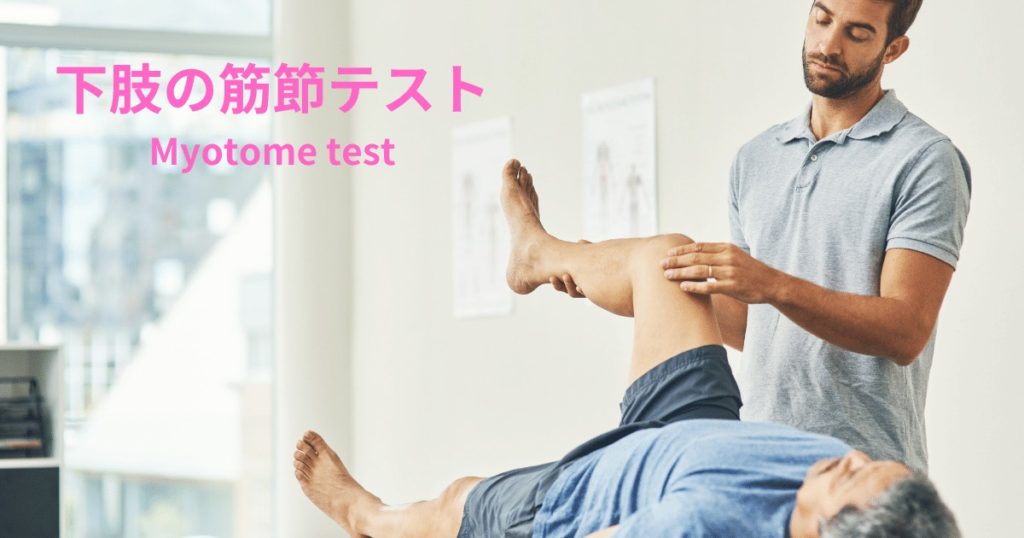 下肢の Myotome test | 脊椎徒手療法研究所